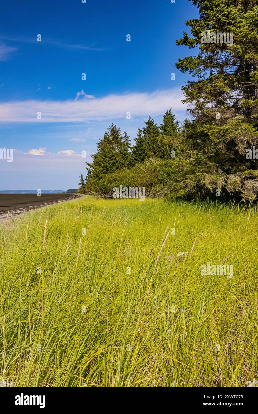 Seagrasses and Sitka Spruce along Pacific Ocean Shore in Bottle Beach ...