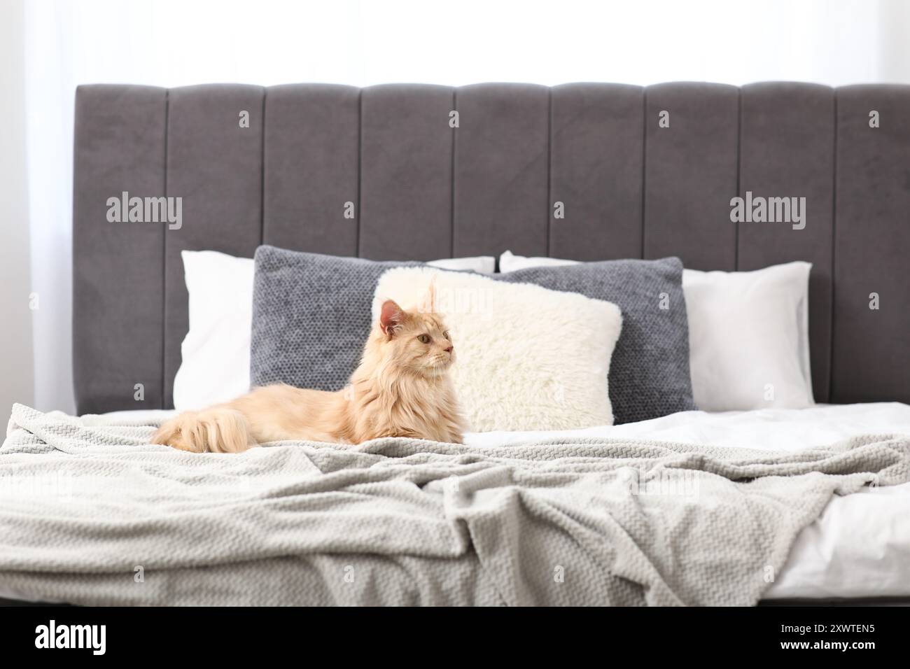 Maine Coon cat lying on bed at home Stock Photo - Alamy