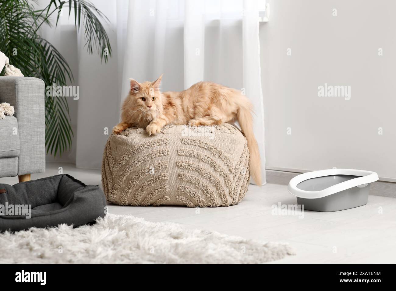 Maine Coon cat lying on pouf at home Stock Photo - Alamy