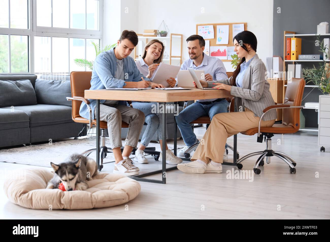 Business people working at table with Husky dog on pouf in office Stock ...