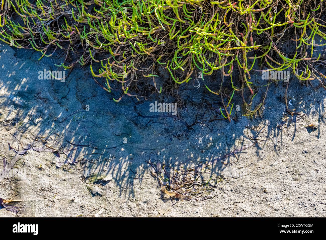 Pickleweed, Salicornia depressa, on upper Pacific Ocean beach in Bottle ...