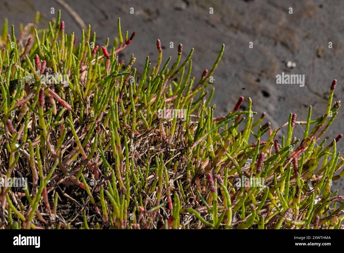 Pickleweed, Salicornia depressa, on upper Pacific Ocean beach in Bottle ...
