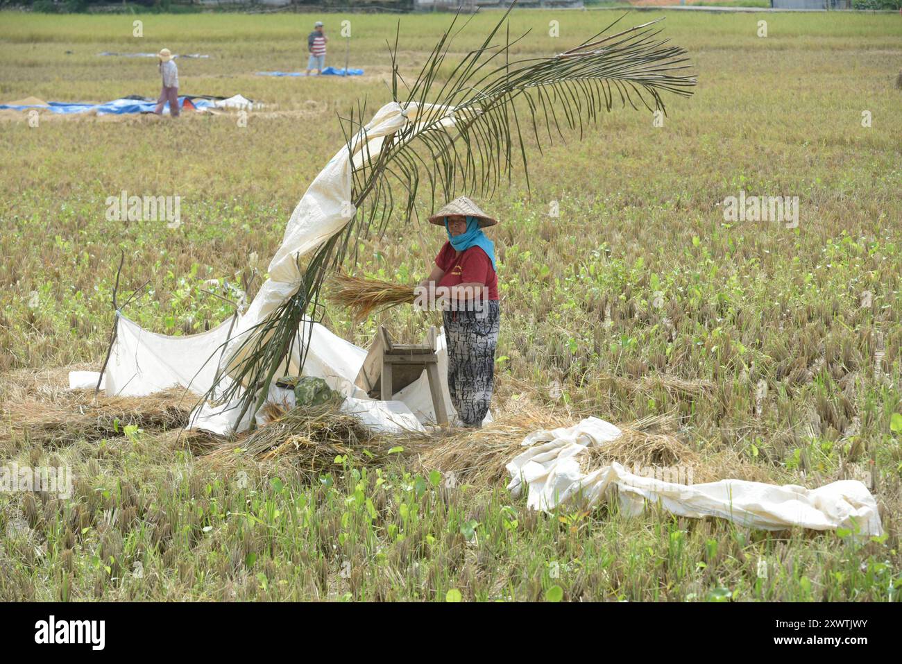 Bauern bearbeiten ihr Reisfeld. *** Farmers work their rice field Stock ...