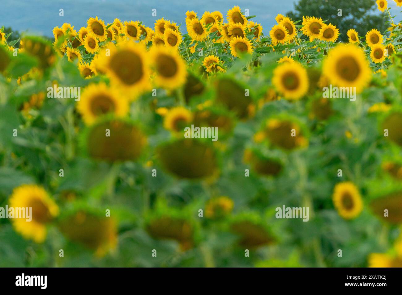 selective focus, sunflower crop field in summertime Stock Photo - Alamy