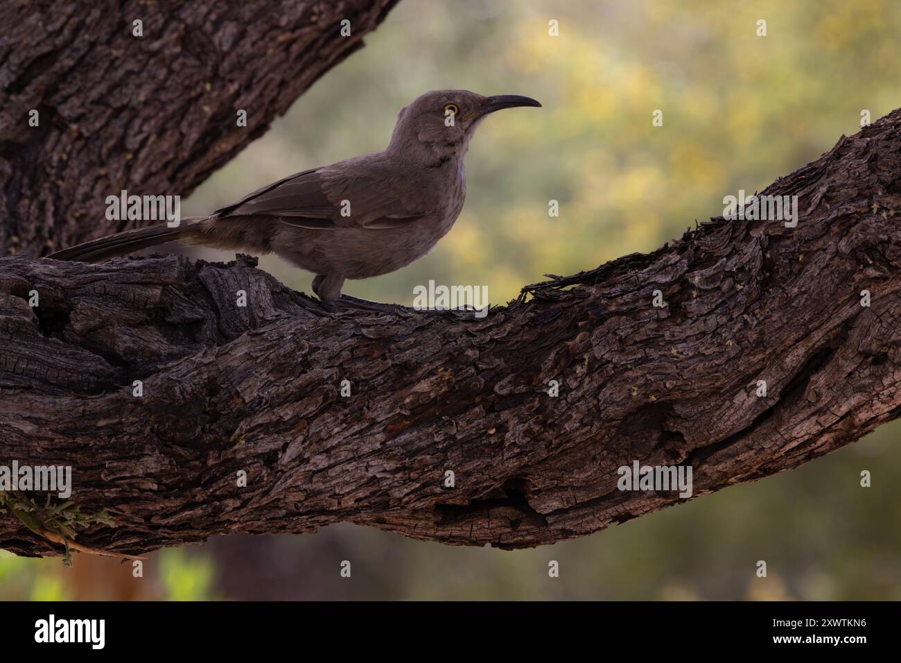 Curved billed Thrasher stands on gnarled Mesquite tree branch in Tucson ...