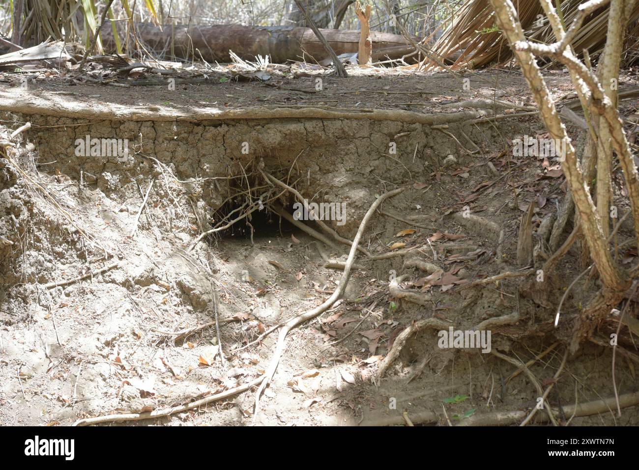 In diesen Erdbauten leben Komodo-Warane. *** Komodo monitor lizards ...