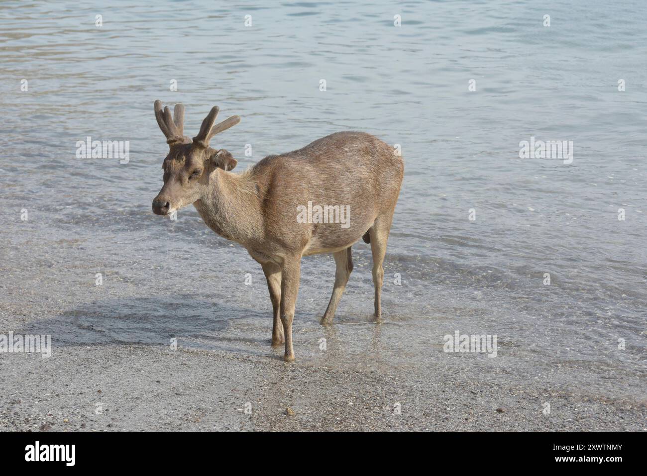 Ein Rusa Hirsch Rusa timorensis steht am Strand der Insel Podar Island ...