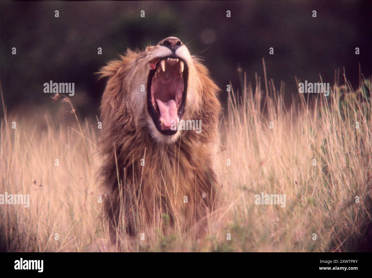 Lion showing his long canines at Masai Mara Game Reserve, Kenya Stock ...