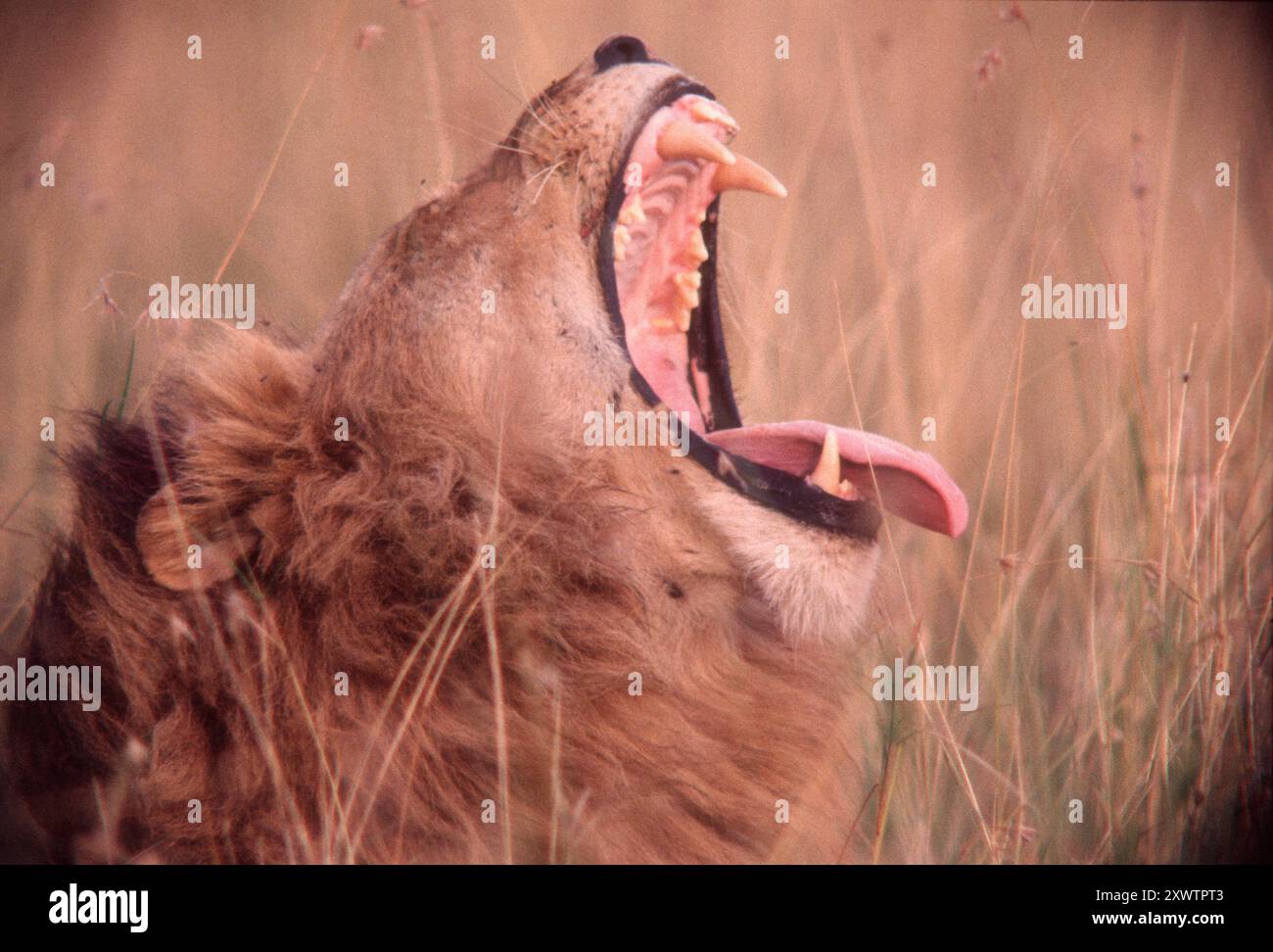 Lion showing his long canines at Masai Mara Game Reserve, Kenya Stock ...