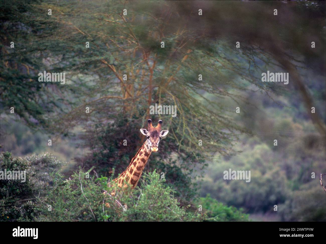 Curious giraffe peering over the trees, Crater Lake, Lake Naivasha ...