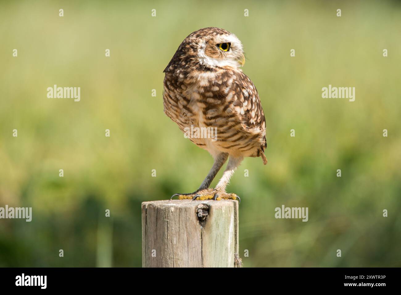 Burrowing owl photography hi-res stock photography and images - Alamy