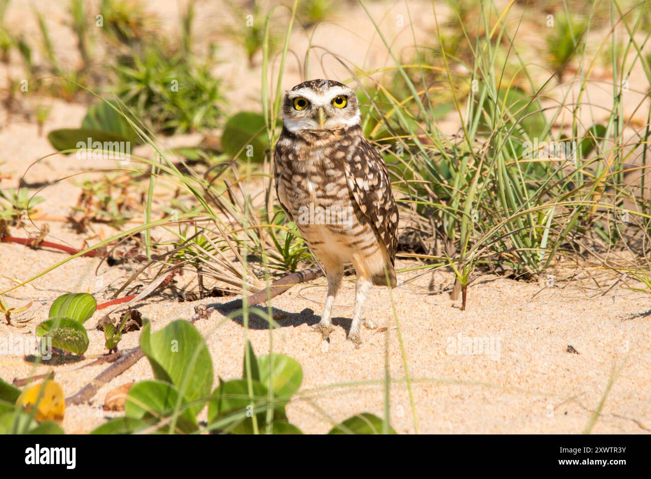 Burrowing Owl on Macaé beach, near Rio de Janeiro Brazil Stock Photo ...