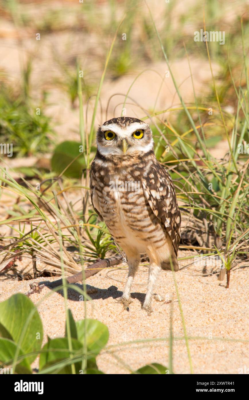 Burrowing Owl on Macaé beach, near Rio de Janeiro Brazil Stock Photo ...