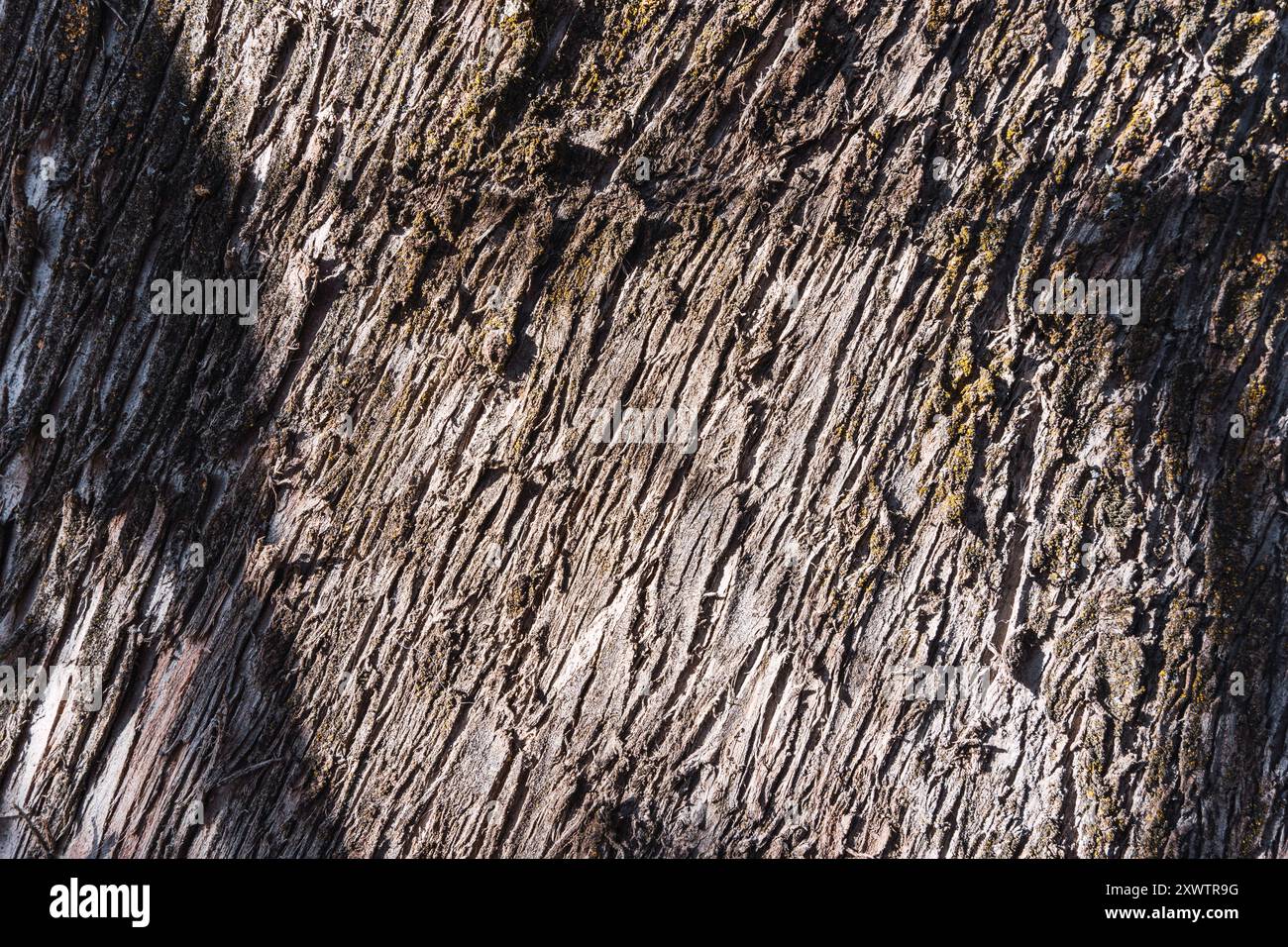 tree bark texture linear patterns in natural wood grey color Stock ...