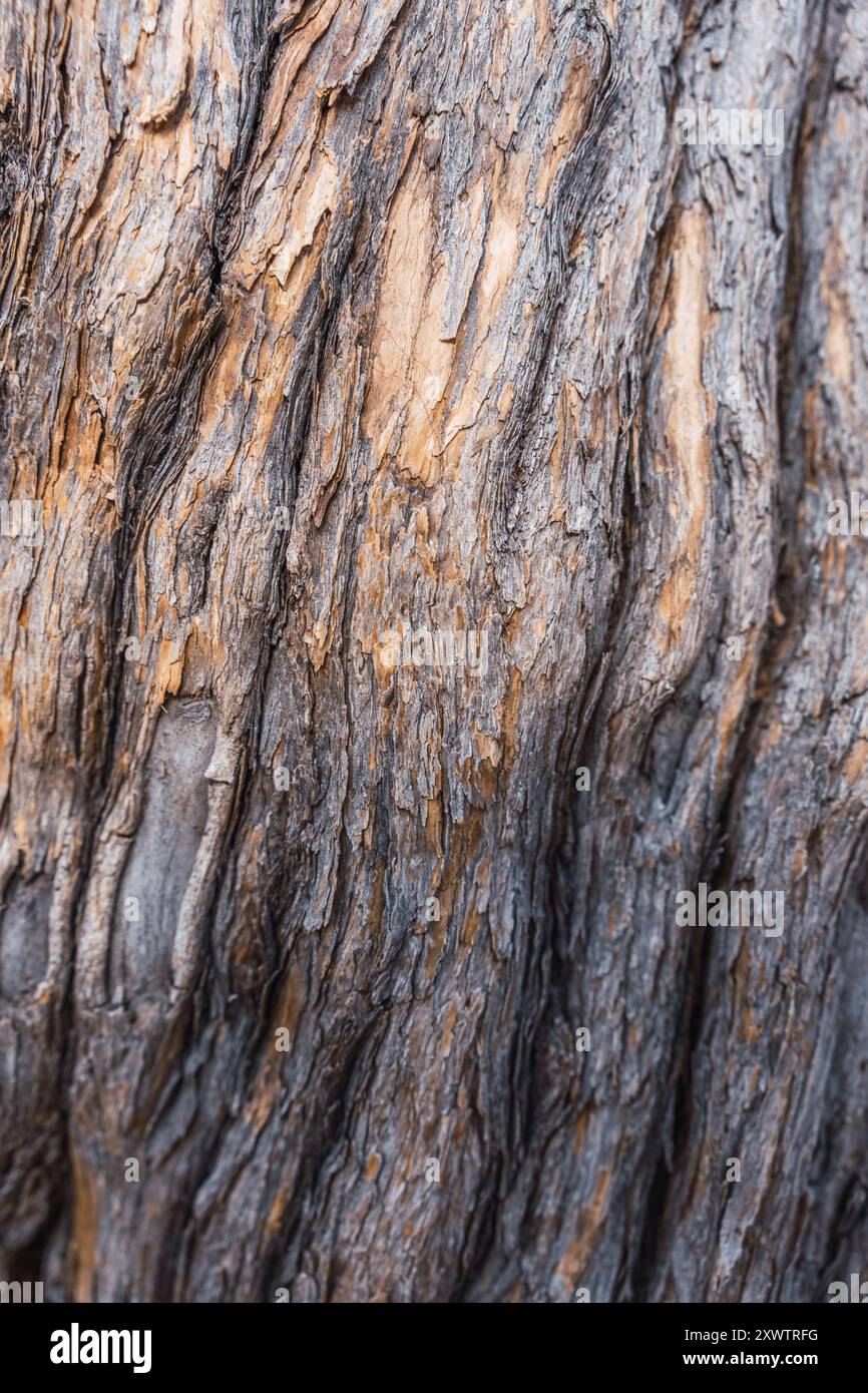 tree bark texture linear patterns in natural wood grey color Stock ...