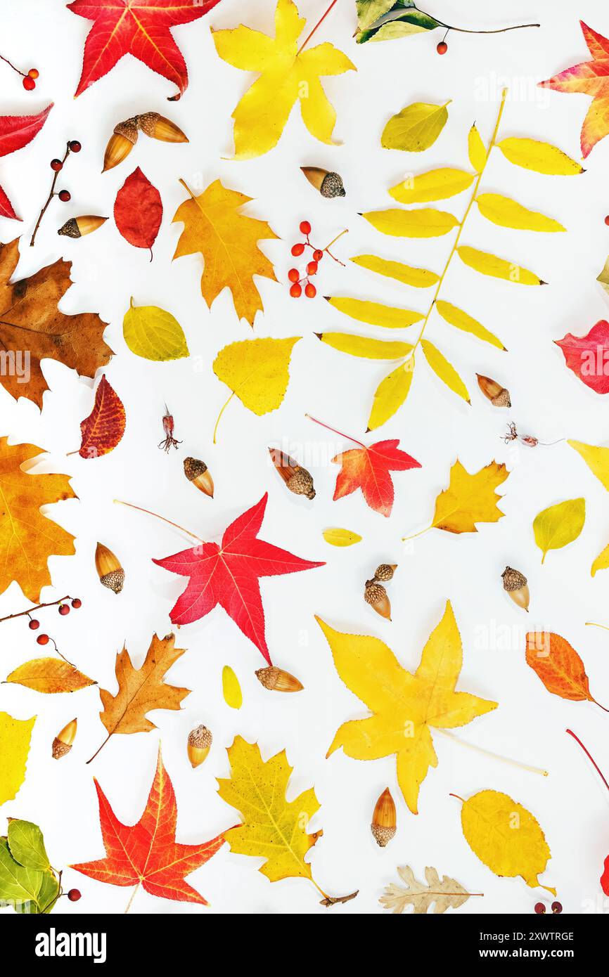 Autumn leaves scattered on a white background, vibrant colors and ...