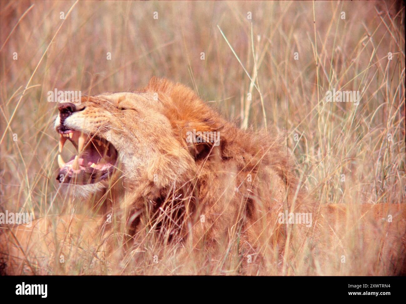 Lion showing his long canines at Masai Mara Game Reserve, Kenya Stock ...