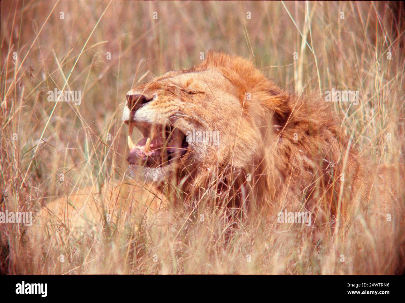 Lion showing his long canines at Masai Mara Game Reserve, Kenya Stock ...