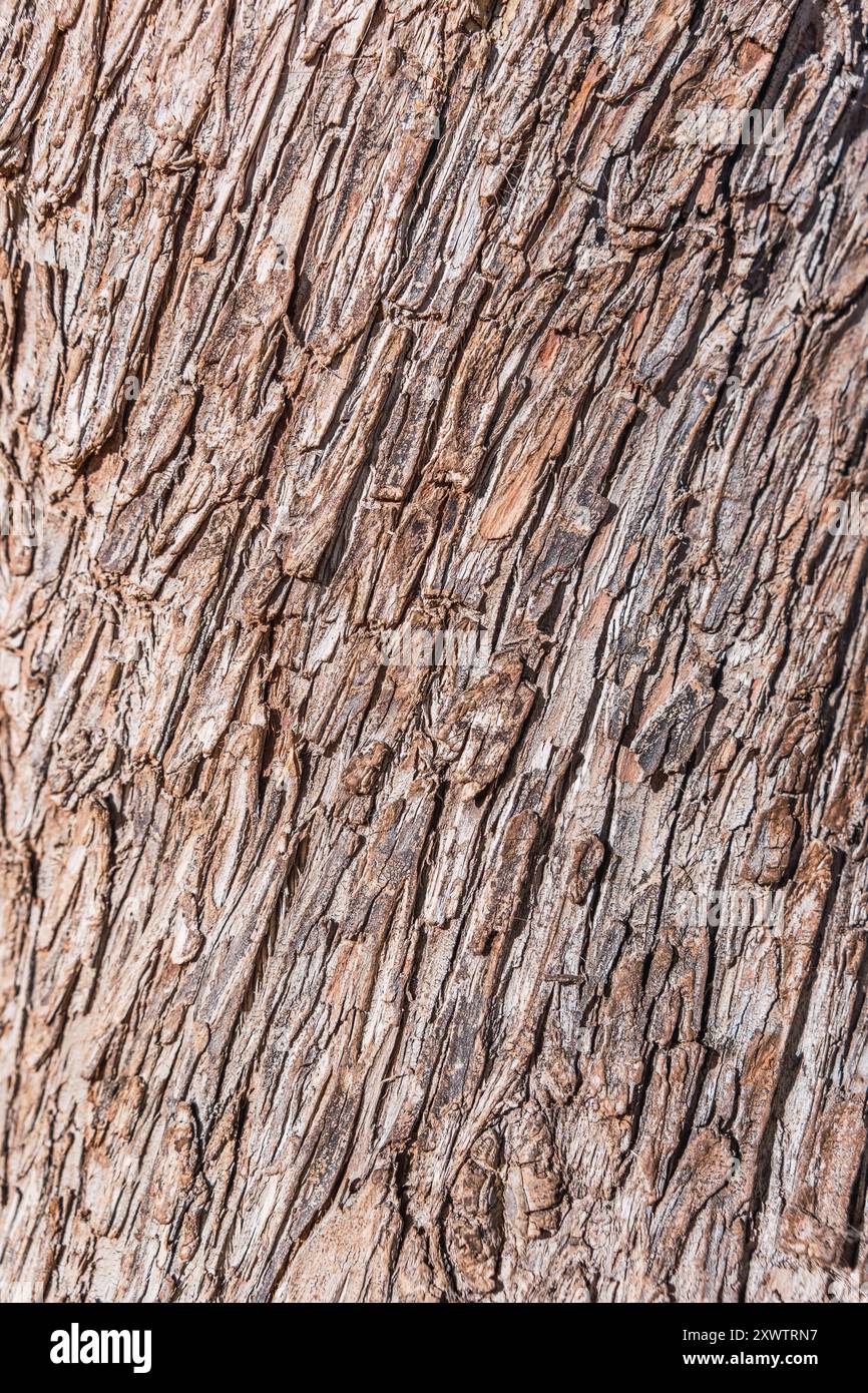 tree bark texture linear patterns in natural wood grey color Stock ...