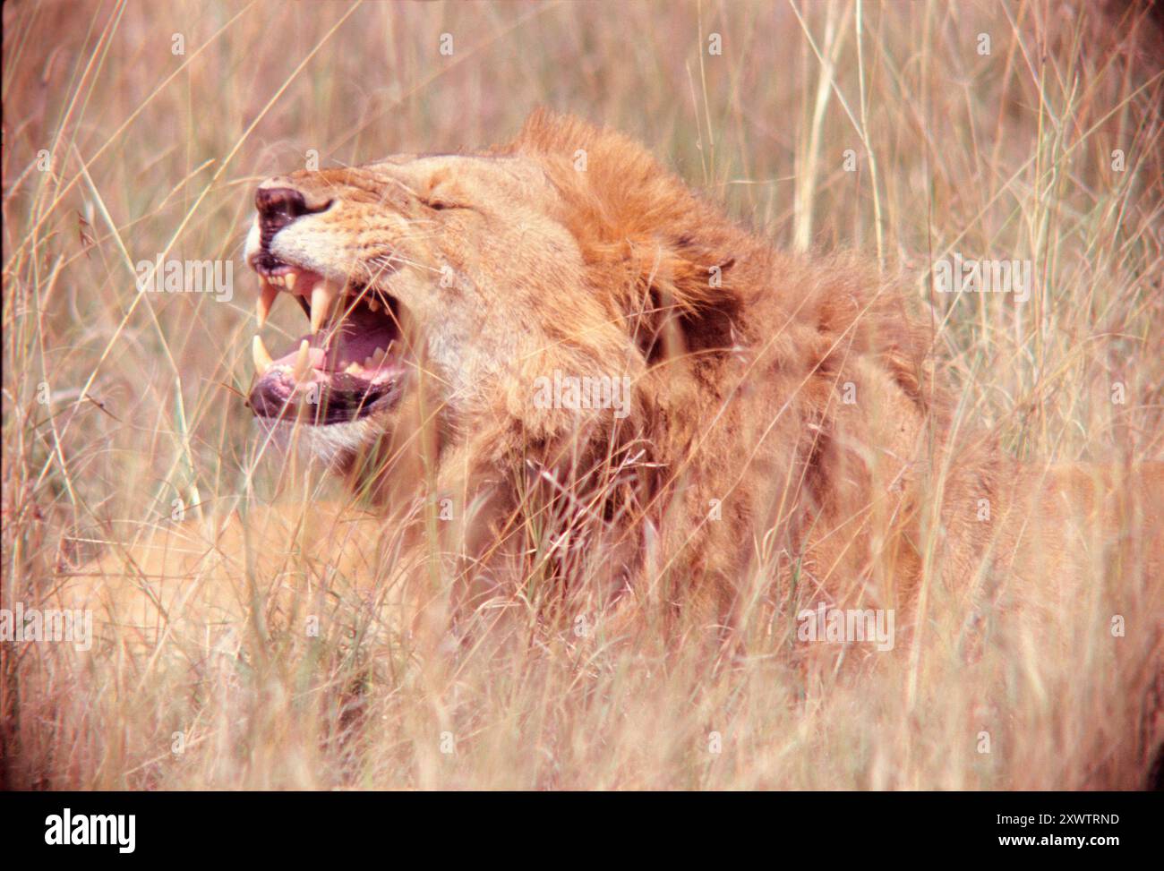 Lion showing his long canines at Masai Mara Game Reserve, Kenya Stock ...