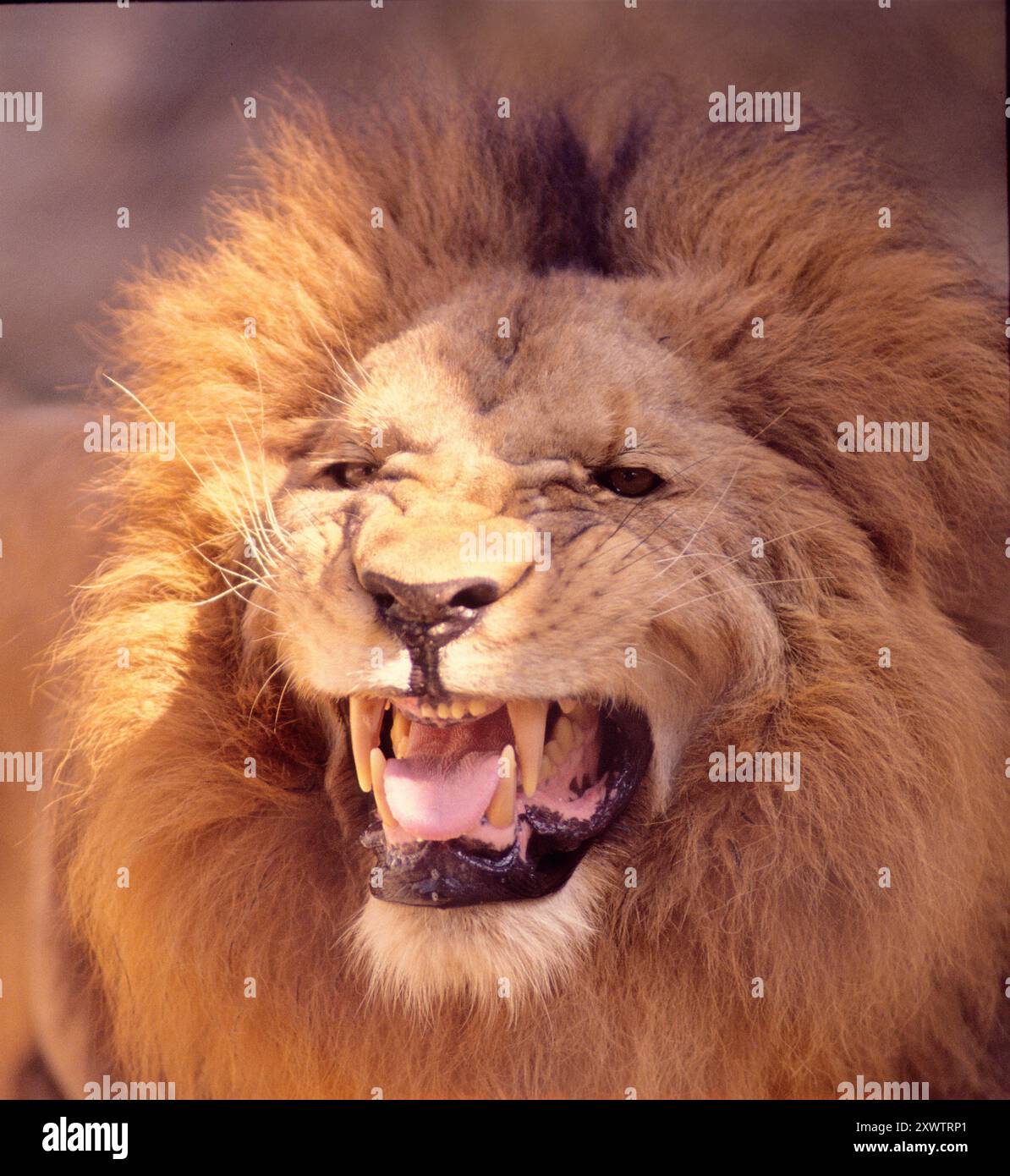 Lion showing his long canines at Masai Mara Game Reserve, Kenya Stock ...