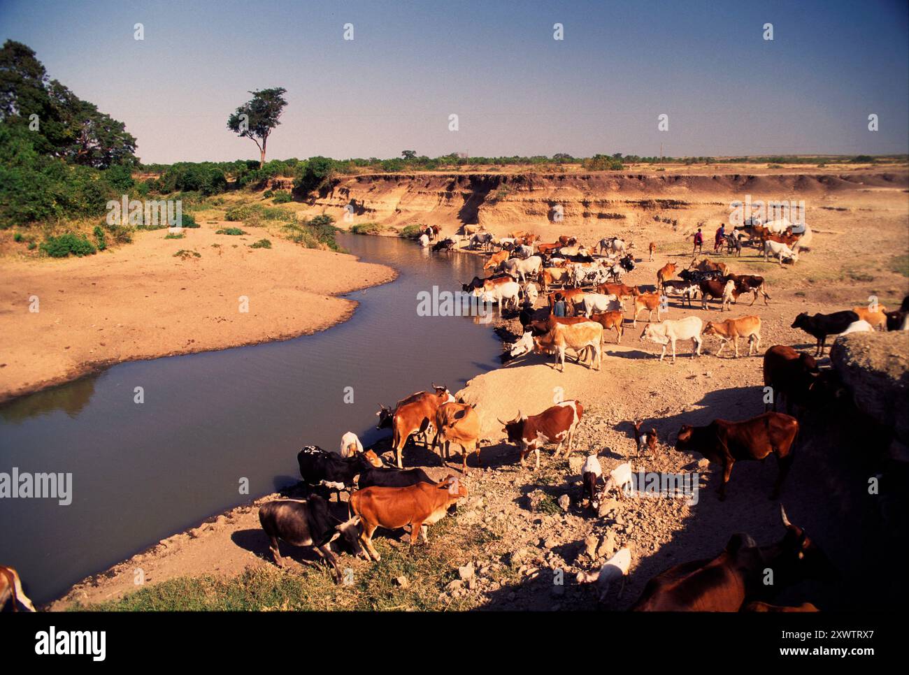Masai cattle at Talek river, Masai Mara Game Reserve, Kenya Stock Photo ...