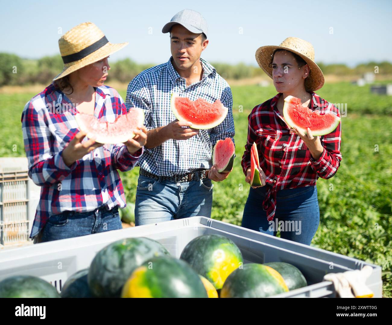 Farmers tasting new harvest of watermelons Stock Photo - Alamy