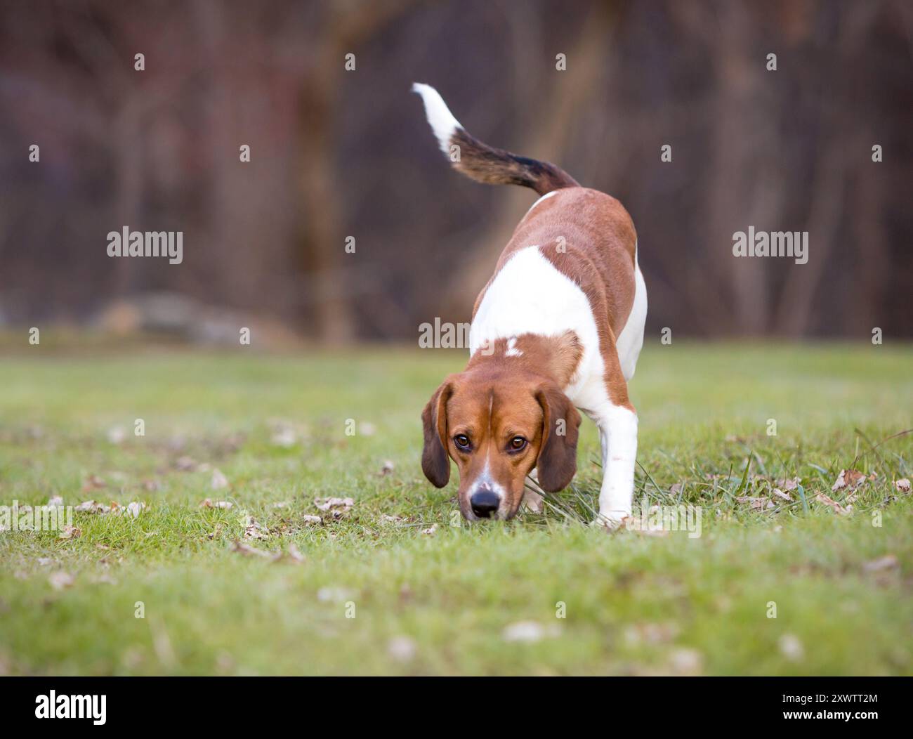 Sniff smell hi-res stock photography and images - Alamy