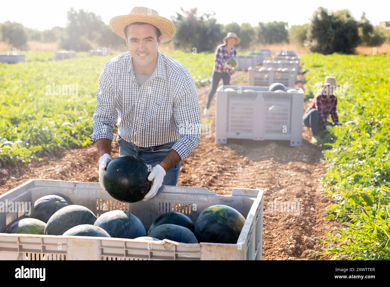 Male farmer neatly stacks watermelons in a large box for transportation ...