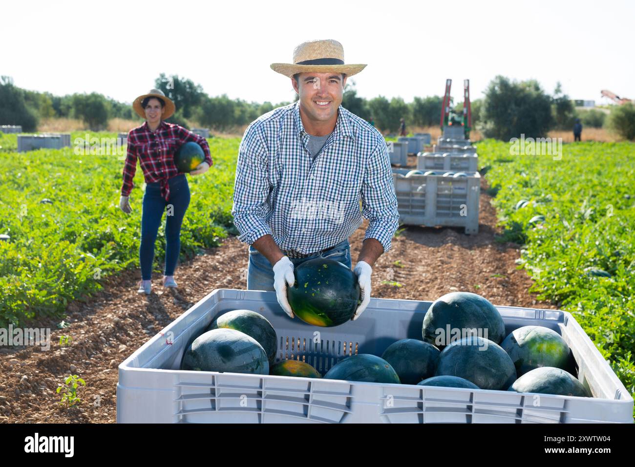 Man harvesting watermelons on fruit farm Stock Photo - Alamy