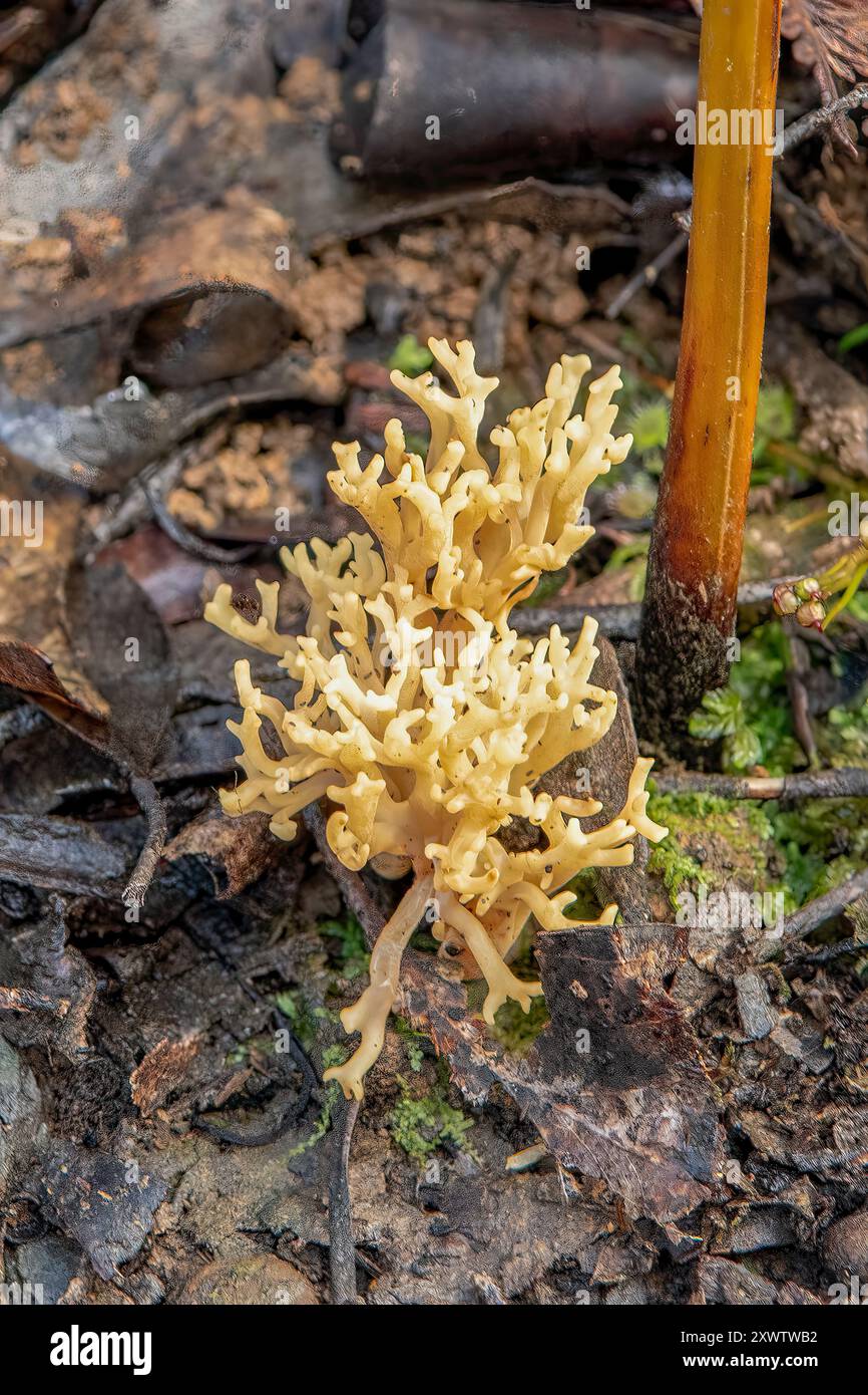 Australian fungus hi-res stock photography and images - Alamy