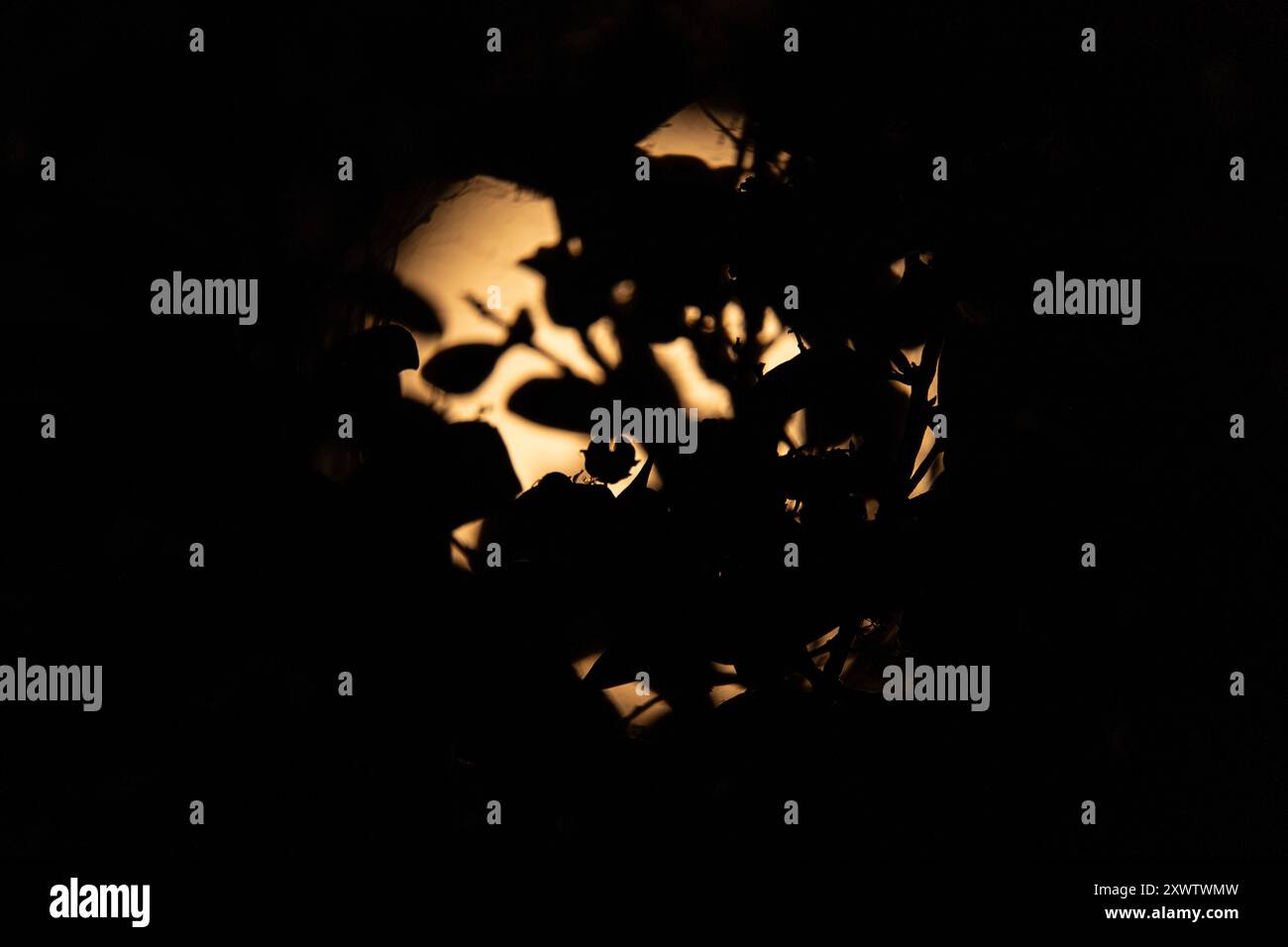 Los angeles super moon hi-res stock photography and images - Alamy