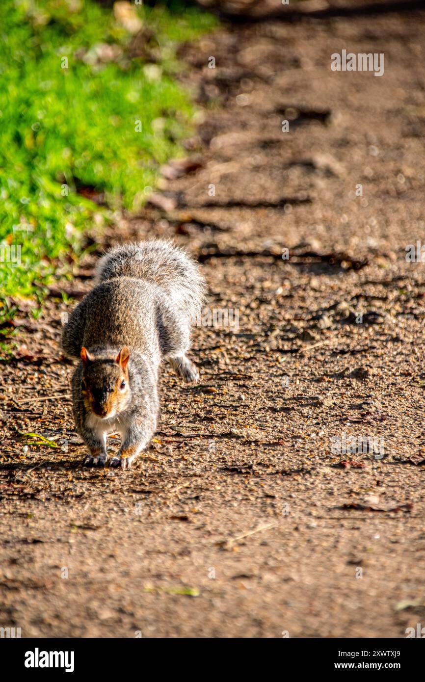 A friendly Squirrel at the Mudchute Park and Farm in London 2020 Stock ...