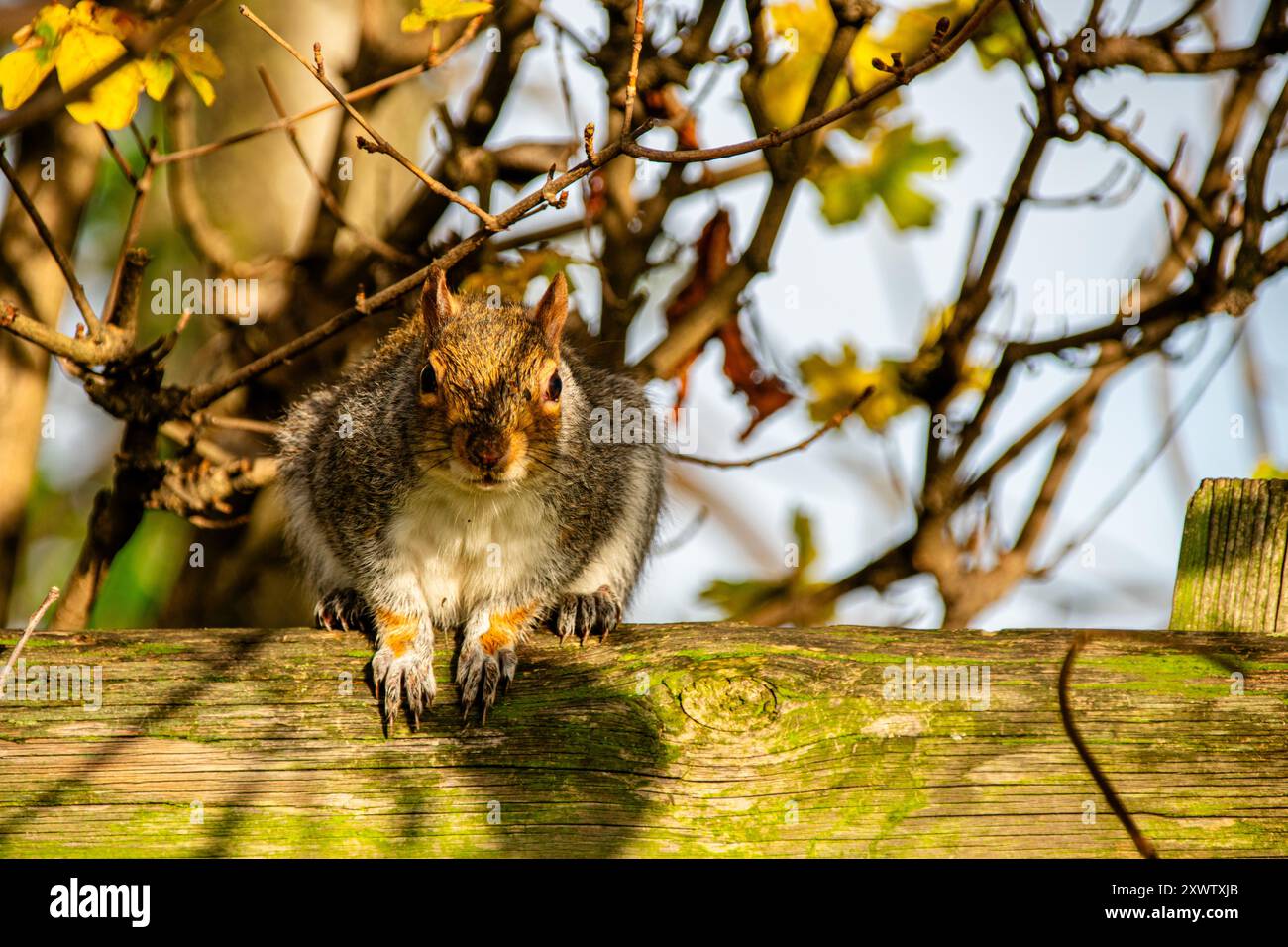 A friendly Squirrel at the Mudchute Park and Farm in London 2020 Stock ...