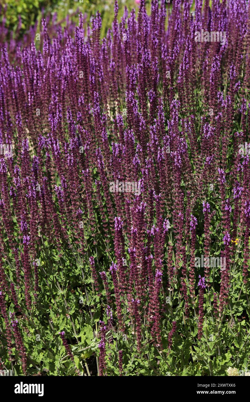 Ornamental sage hi-res stock photography and images - Alamy