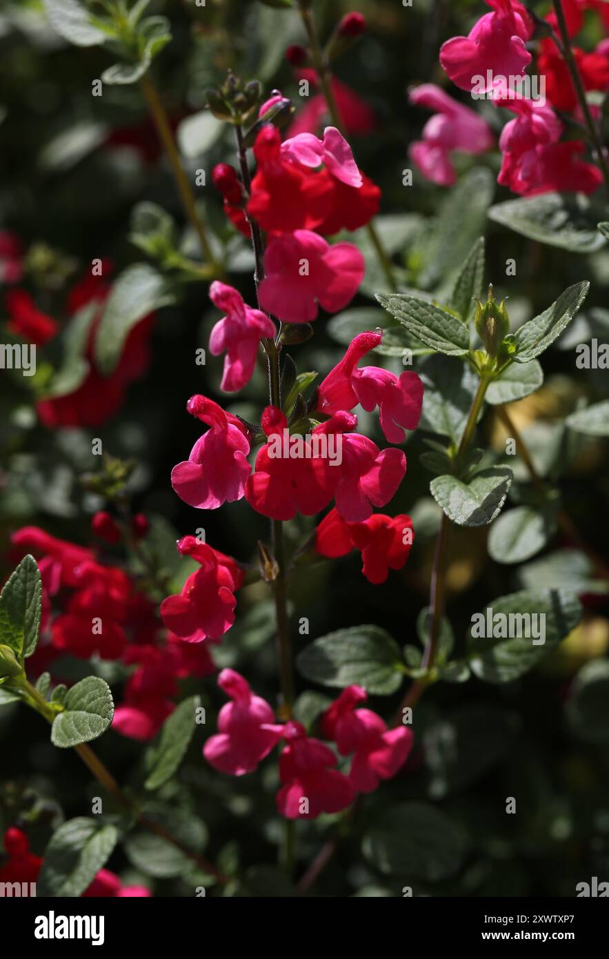Fiery Sage, Red Mountain Sage, Salvia darcyi, Lamiaceae (Labiatae ...