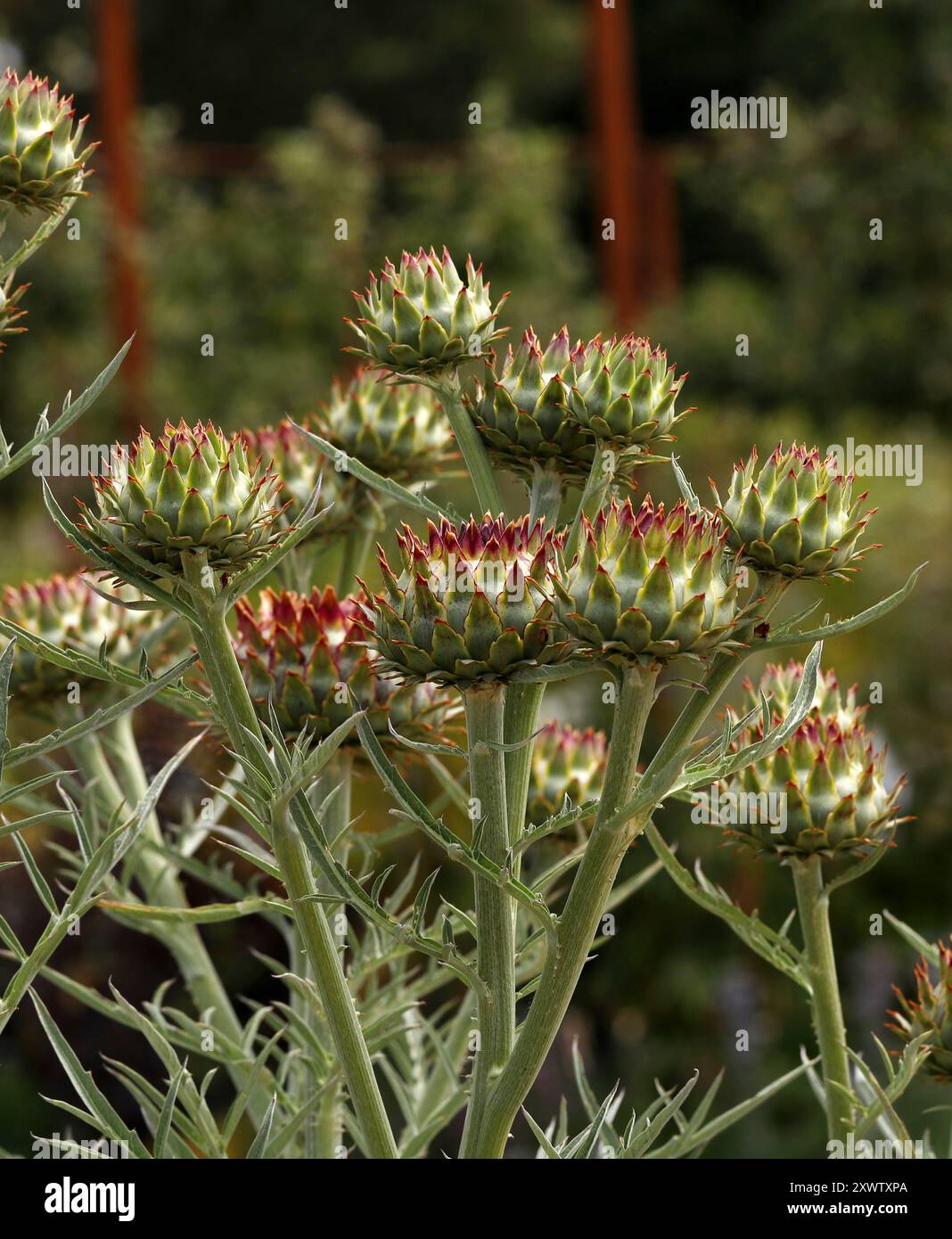 Cardoon aka artichoke thistle cardone hi-res stock photography and ...