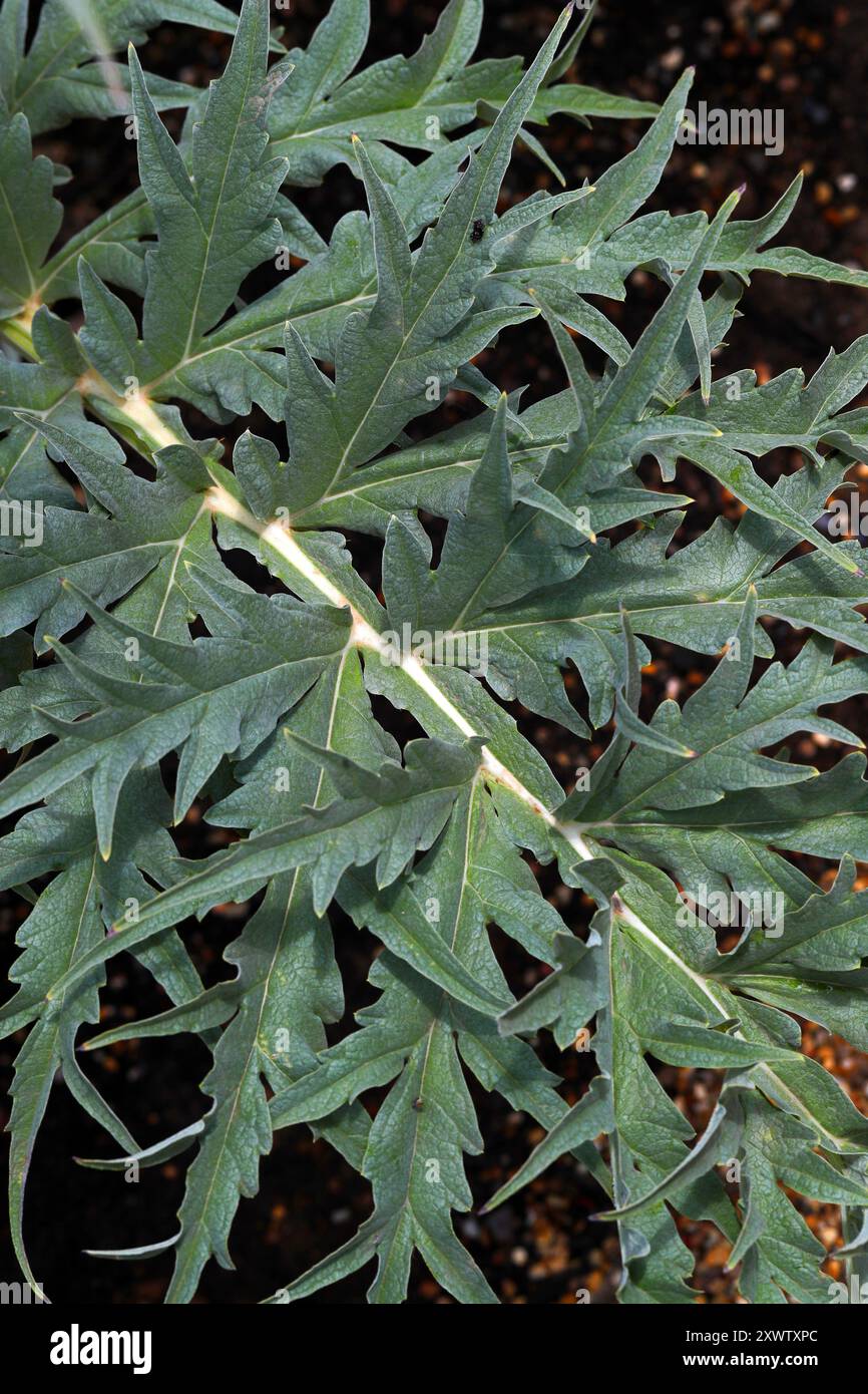 Artichoke thistle hi-res stock photography and images - Alamy