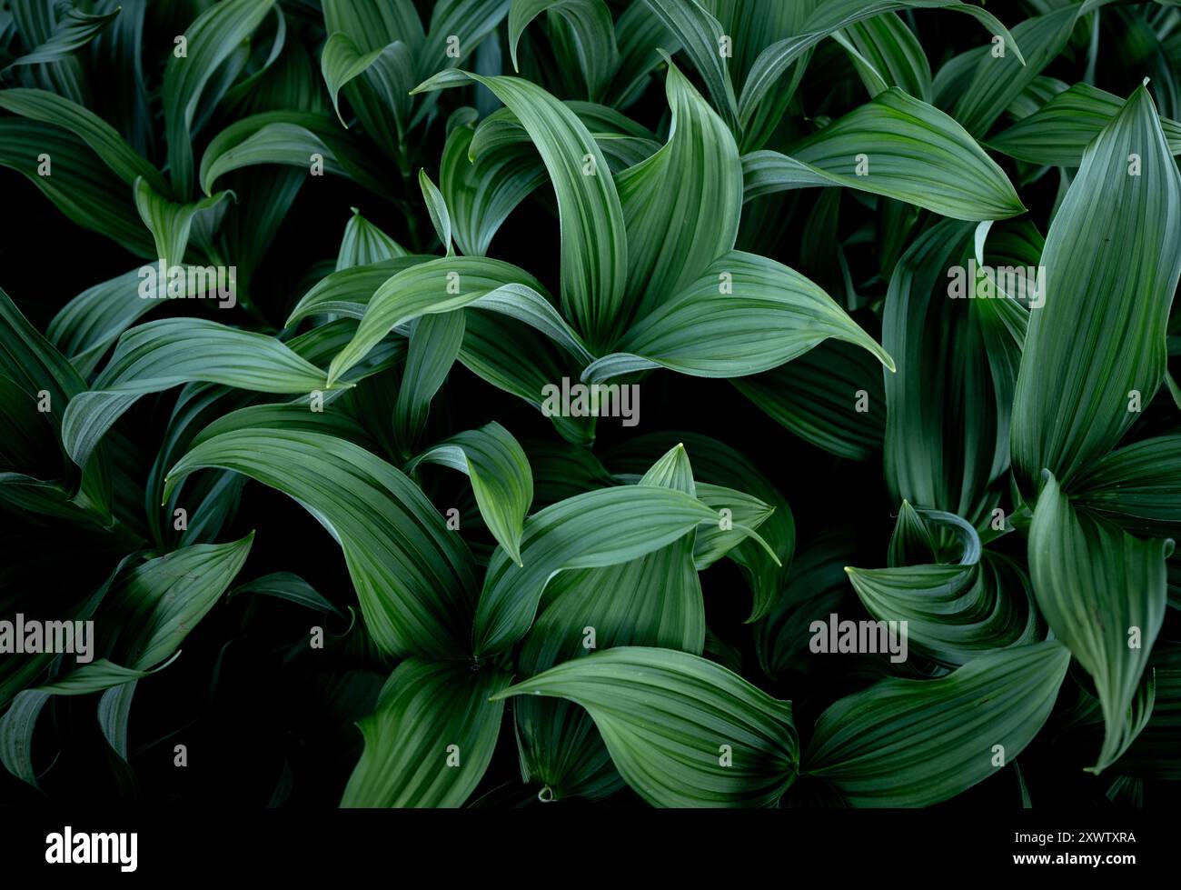 How plants spread hi-res stock photography and images - Alamy