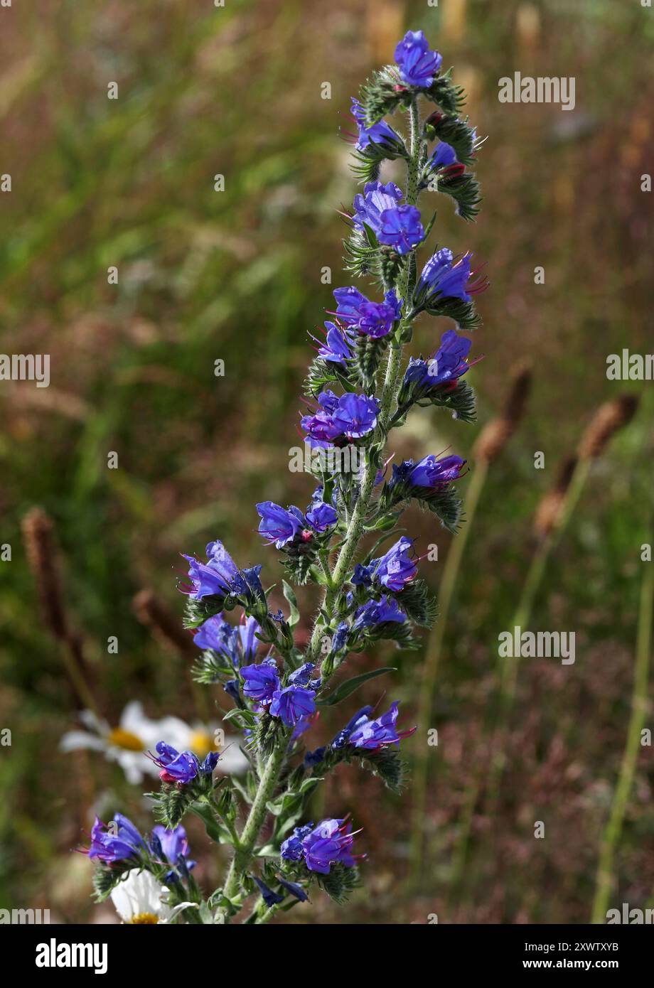 Echium native flora hi-res stock photography and images - Alamy