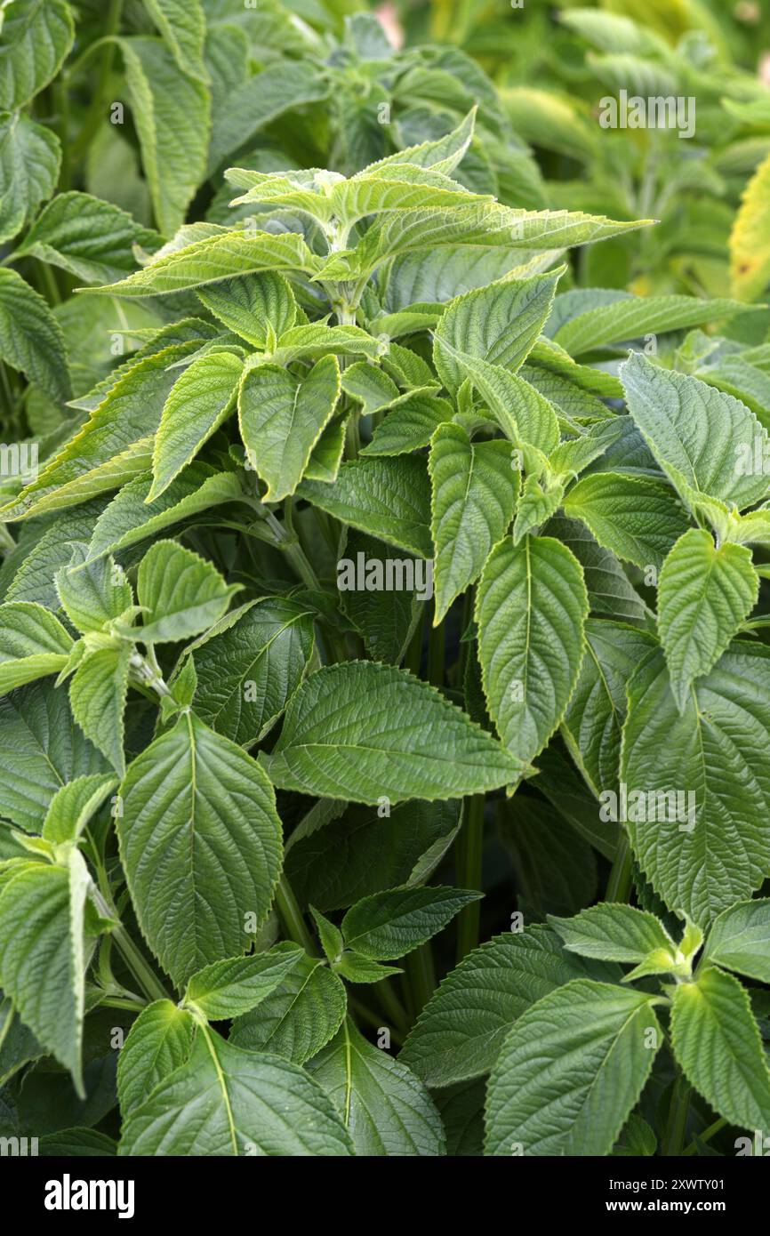 Chia, Salvia hispanica, Lamiaceae. Mexico and Guatemala. Salvia ...