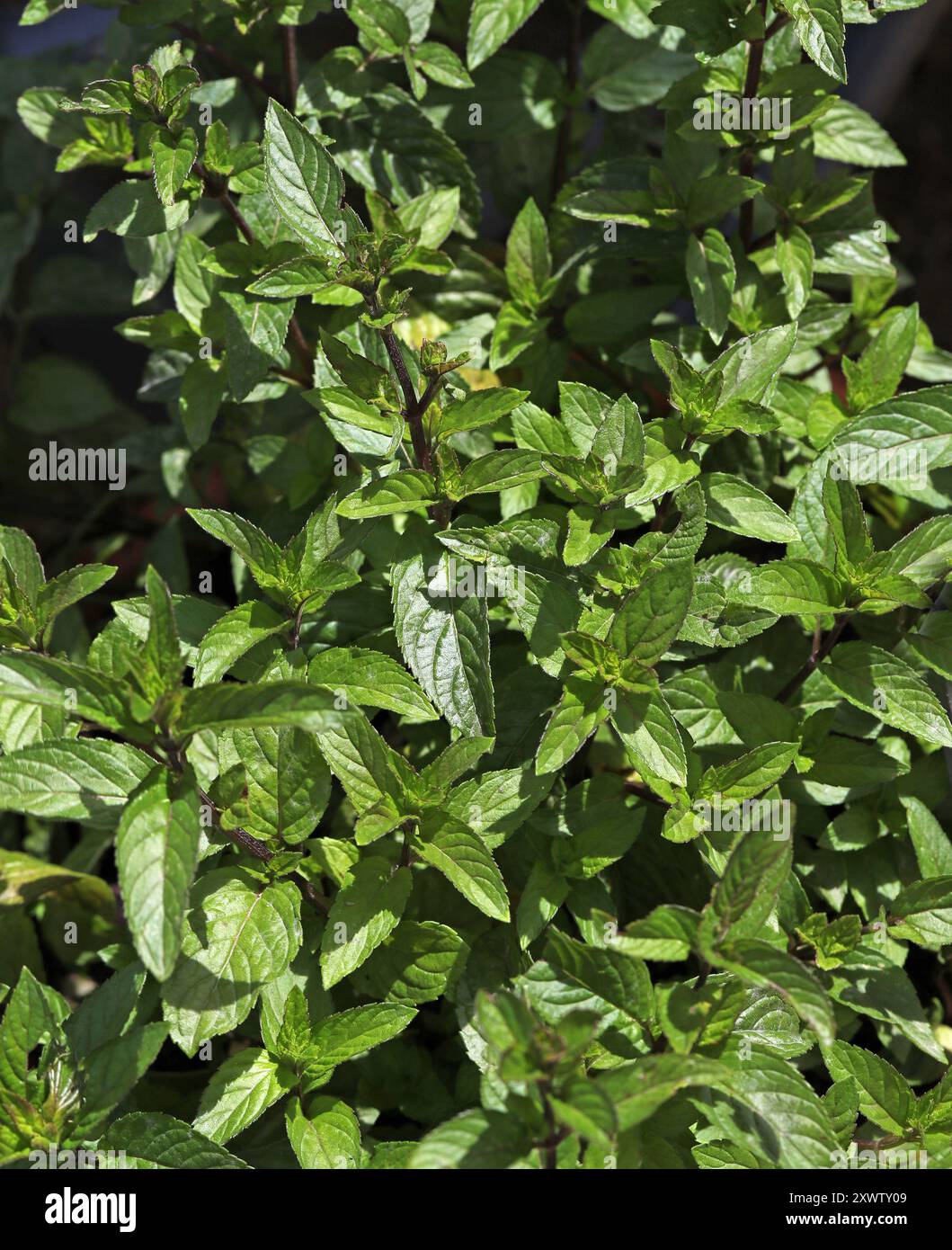 Black Mitchum Mint, Mentha × piperita 'Black Mitcham', Lamiaceae ...