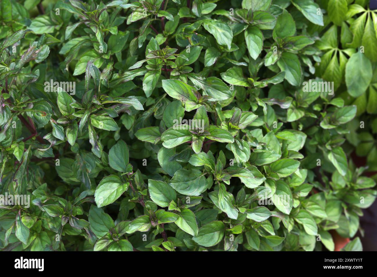 Lime Mint, a variety of Peppermint, Mentha × piperita, also known as ...