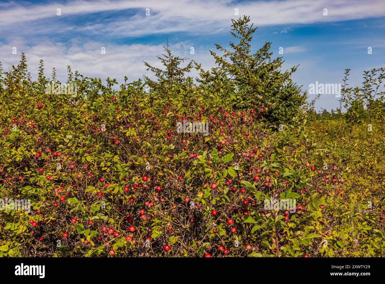 Nootka Rose, Rosa nutkana, with fruit in Bottle Beach State Park ...