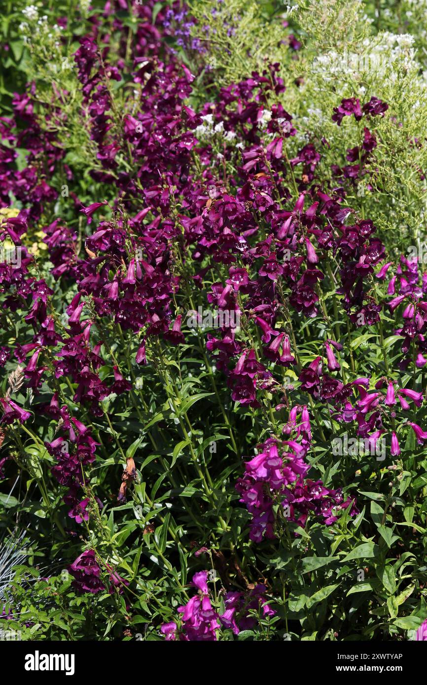 Purple Penstemon "Raven", Plantaginaceae. A hybrid Penstemon, also know ...