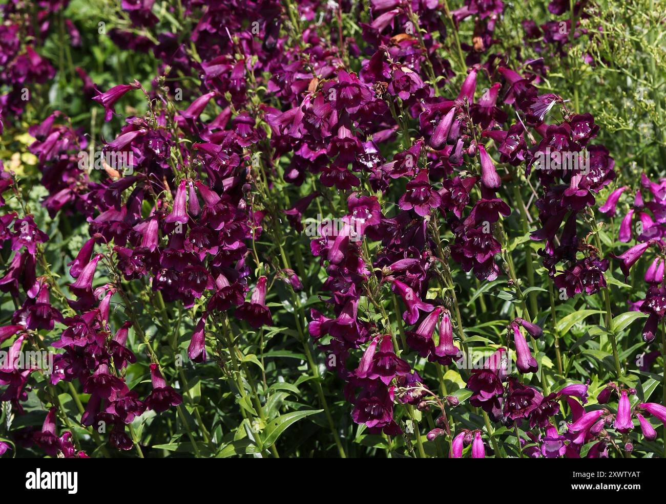 Purple Penstemon "Raven", Plantaginaceae. A hybrid Penstemon, also know ...