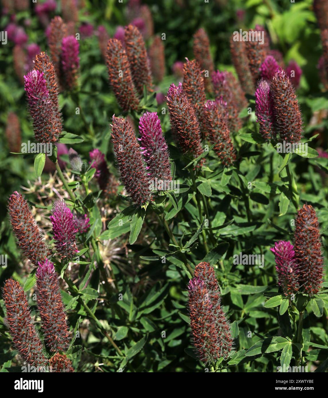 Ruddy Clover, Trifolium rubens, Fabaceae. Its native range is Central ...