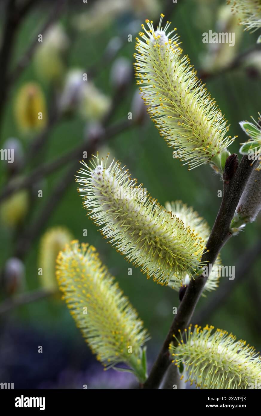 Dune Willow, Coastal Willow or Hooker's Willow, Salix hookeriana, Salicaceae. Western North ...