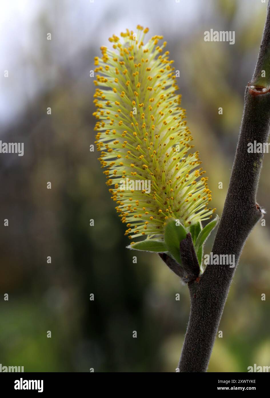 Salix amplifolia hi-res stock photography and images - Alamy
