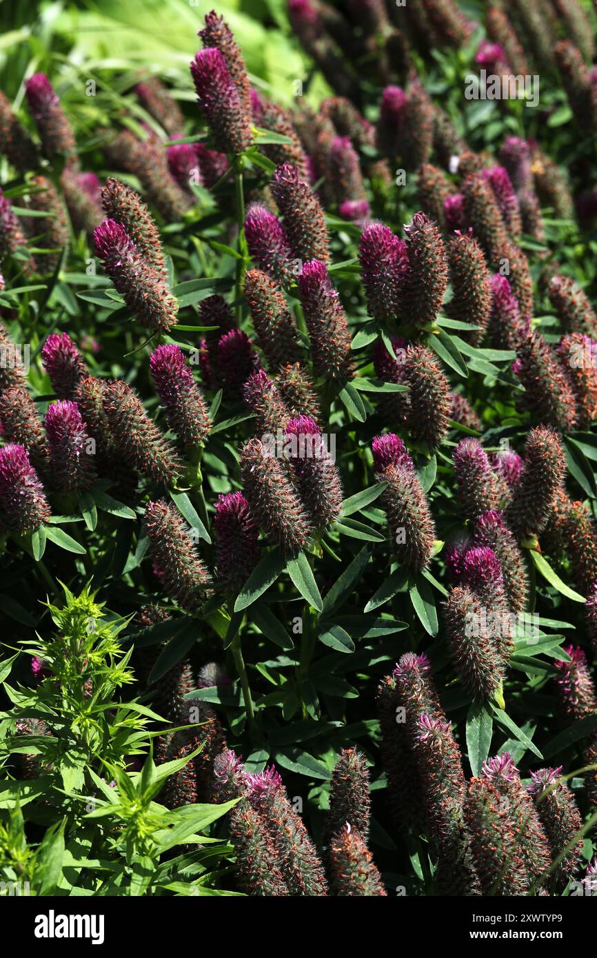 Ruddy Clover, Trifolium rubens, Fabaceae. Its native range is Central ...